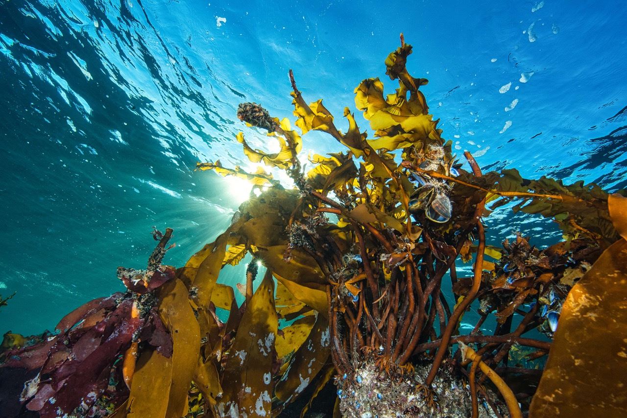 Saltstraumen - Visit Bodø
