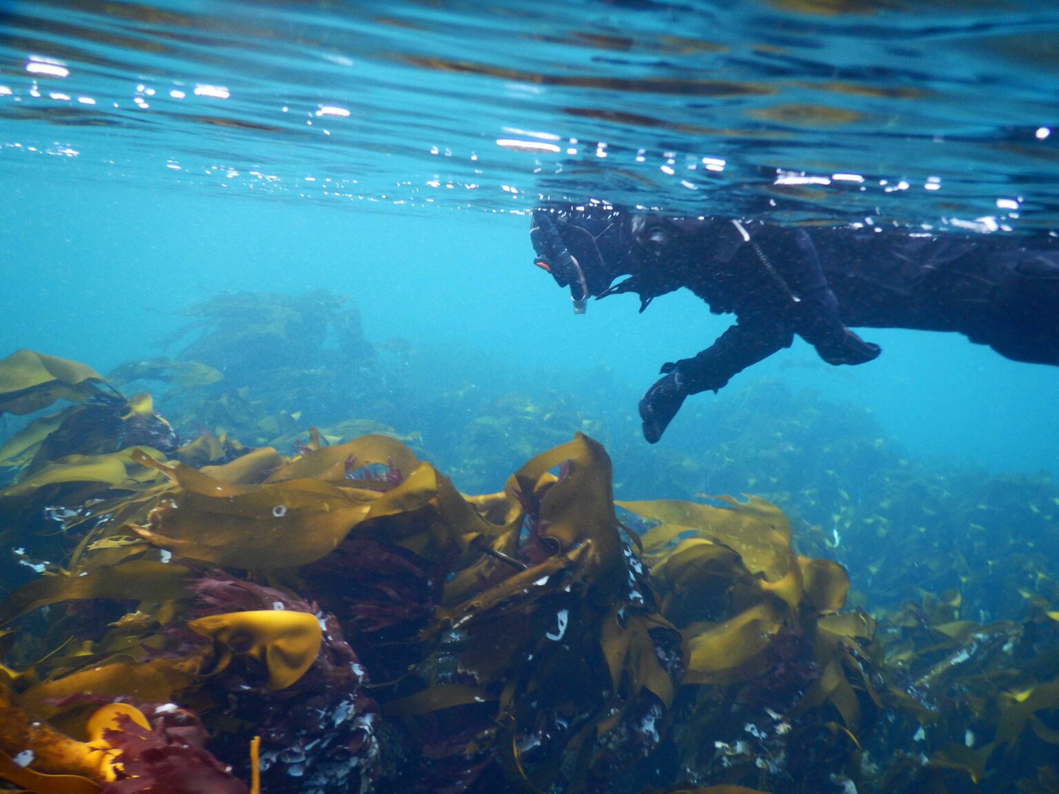 Saltstraumen - The world´s strongest maelstrom - Visit Bodø