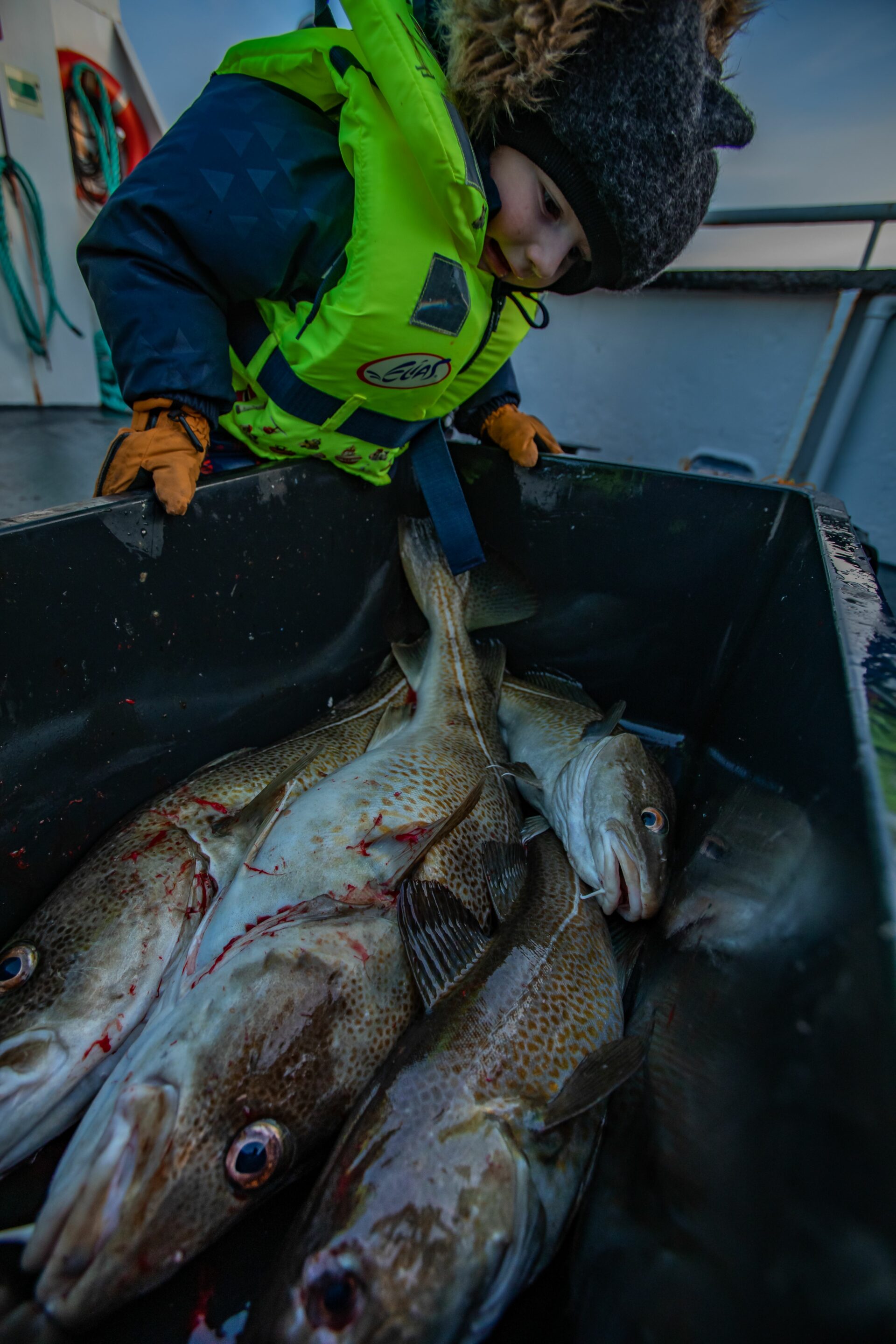 Deep sea fishing - join our fishing boat MS Medstraum - Visit Bodø